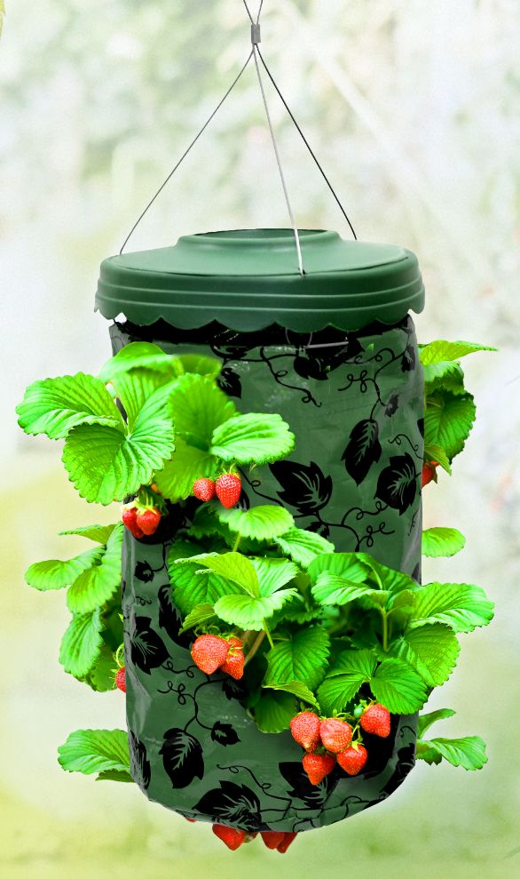 Strawberry Planter