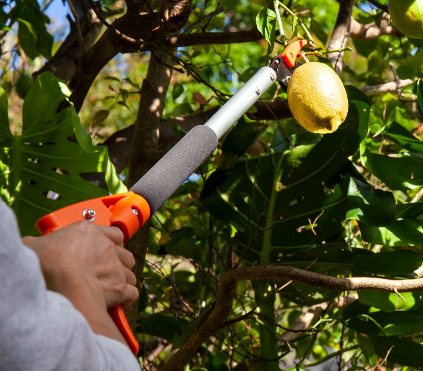 Fruit Picking Apron & Shears
